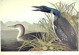 great northern diver or loon. from”the birds of america” (amsterdam edition)