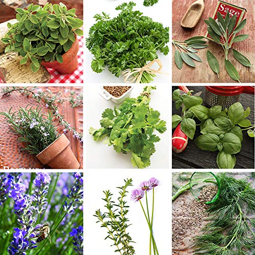 Culinary Herb Seeds Variety Pack - Outdoor & Indoor Herb Garden Kit - 10 Non-GMO Herb Garden Seeds for Planting & Book - Basil Seeds, Dill Seeds, Rosemary Seeds, Thyme Seeds, & More