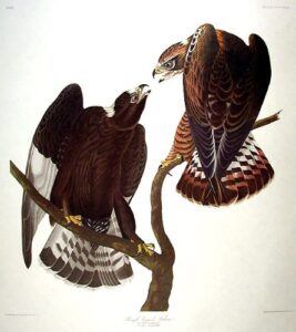 rough-legged falcon. from”the birds of america” (amsterdam edition)