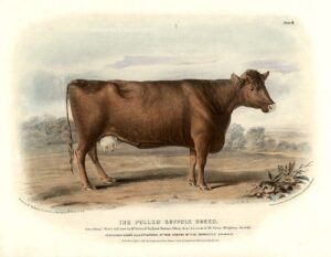 the polled suffolk breed