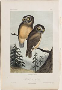 kirtland’s owl