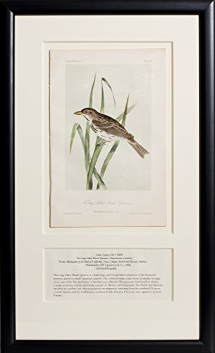 The Large billed Marsh Sparrow