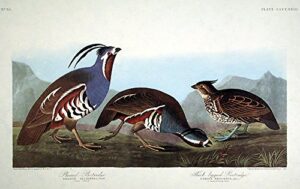 plumed partridge, thick-legged partridge. from”the birds of america” (amsterdam edition)