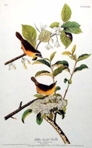 yellow-breasted warbler. from”the birds of america” (amsterdam edition)