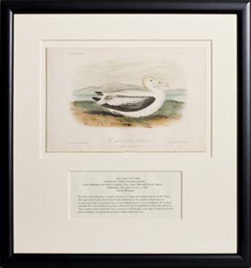 the short-tailed albatross