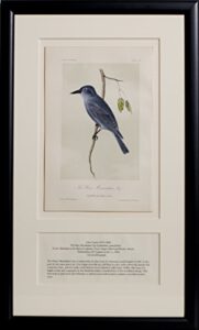 the prince maximilian’s jay