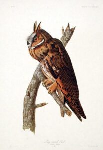 long-eared owl. from”the birds of america” (amsterdam edition)