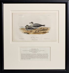 the gray petrel