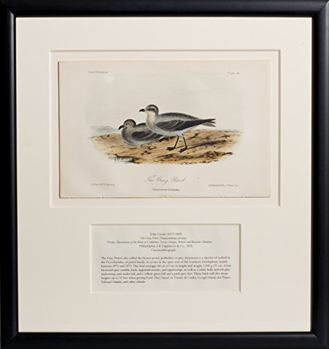 The Gray Petrel