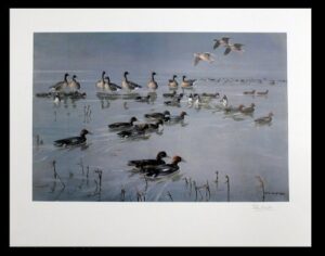 [widgeon (anas penelope) and pinkfooted geese (anser brachyrhynchus)]