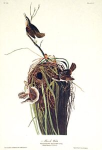 marsh wren. from”the birds of america” (amsterdam edition)