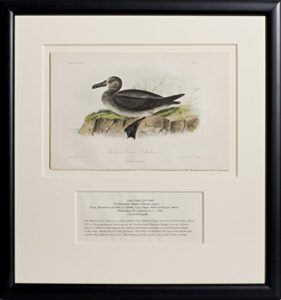 the black-footed albatross