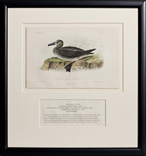 The Black-Footed Albatross