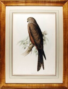 black kite. milvus ater