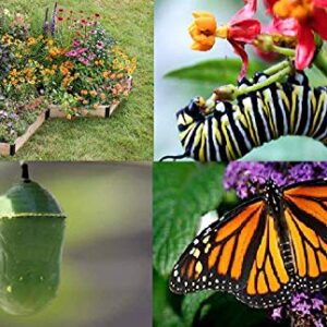 Monarch Butterfly Garden Kit -28 Species of Perennial Milkweed and Wildflower Seeds - If You Grow it Monarchs Will Come - Kids STEM Project - Create a Beautiful Garden Full of Butterflies