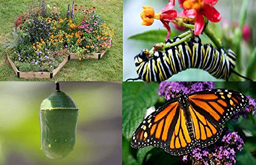 Monarch Butterfly Garden Kit -28 Species of Perennial Milkweed and Wildflower Seeds - If You Grow it Monarchs Will Come - Kids STEM Project - Create a Beautiful Garden Full of Butterflies