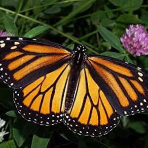 Monarch Butterfly Garden Kit -28 Species of Perennial Milkweed and Wildflower Seeds - If You Grow it Monarchs Will Come - Kids STEM Project - Create a Beautiful Garden Full of Butterflies