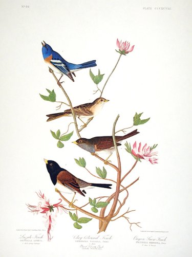 Lazuli Finch, Clay-coloured Finch, Oregon Snow Finch. From"The Birds of America" (Amsterdam Edition)