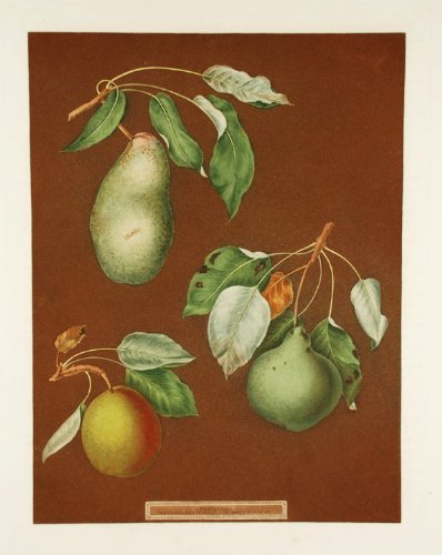 [Pears] Double Blossom Pear; Swan's Egg Pear; Winter Swan's Egg Pear