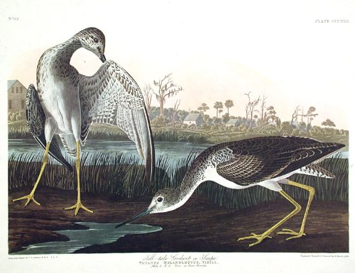 Tell-tale Godwit or Snipe. From"The Birds of America" (Amsterdam Edition)