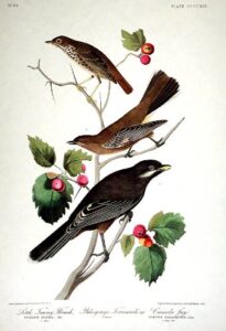 little tawny thrush, canada jay. from”the birds of america” (amsterdam edition)