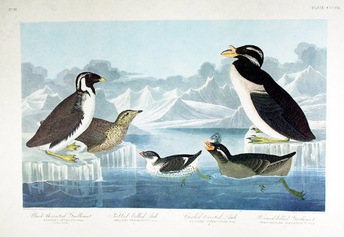 Black-throated Guillemot, Nobbed-billed Auk, Curled-Crested Auk. From"The Birds of America" (Amsterdam Edition)