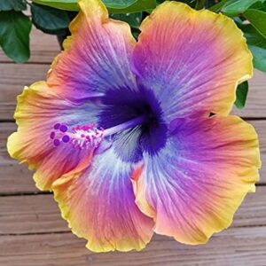 100 pcs Mix Hibiscus Luna Flower Seed Perennial Flower Garden Plant