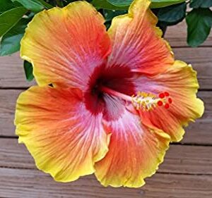 100 pcs Mix Hibiscus Luna Flower Seed Perennial Flower Garden Plant