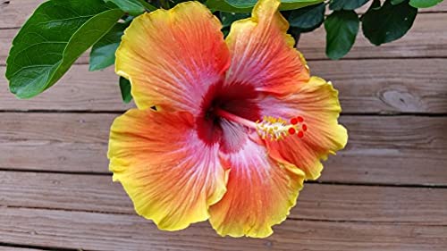 100 pcs Mix Hibiscus Luna Flower Seed Perennial Flower Garden Plant