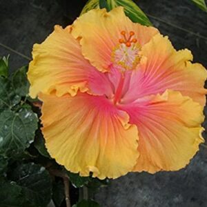 100 pcs Mix Hibiscus Luna Flower Seed Perennial Flower Garden Plant