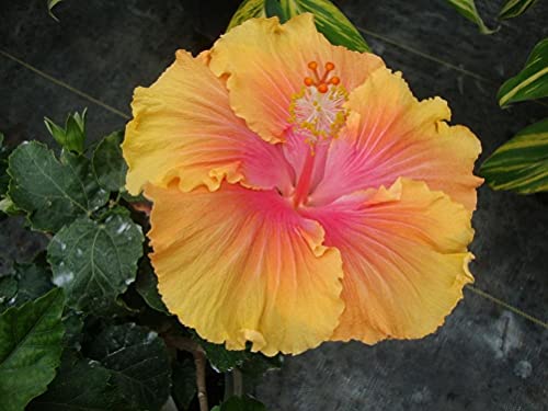 100 pcs Mix Hibiscus Luna Flower Seed Perennial Flower Garden Plant