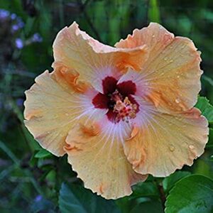 100 pcs Mix Hibiscus Luna Flower Seed Perennial Flower Garden Plant