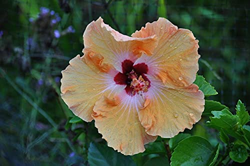 100 pcs Mix Hibiscus Luna Flower Seed Perennial Flower Garden Plant