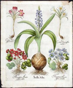 [maritime squill (sea onion)] scilla alba; [white crocus] crocus vernus flore candido; [lilac crocus] crocus vernus flore violaceo; [wild hepatica] hepatica aurea flore coeruleo; [wild hepatica] hepatica aurea flore rubro