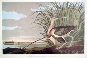 long-billed curlew. from”the birds of america” (amsterdam edition)