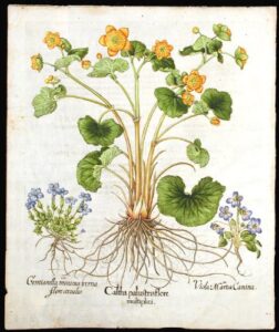 [martch marigold] caltha palustris flore multiplici; [march violet] viola martia canina; [spring gentian] gentianella minima verna flore coeruleo