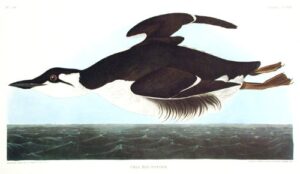 uria brunnichii [large-billed guillemot]. from”the birds of america” (amsterdam edition)