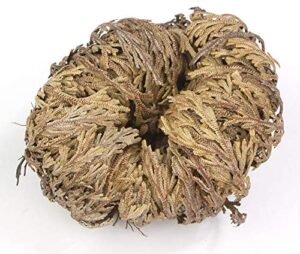 incense garden rose of jericho flower the resurrection plant (2 roses)