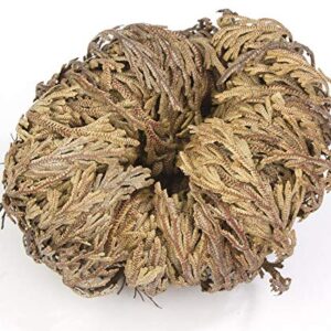 Incense Garden Rose of Jericho Flower The Resurrection Plant (2 Roses)