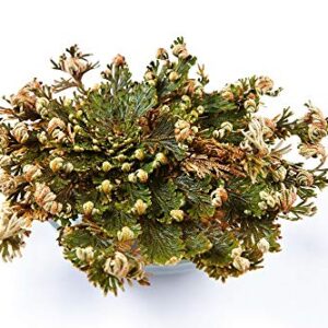 Incense Garden Rose of Jericho Flower The Resurrection Plant (2 Roses)