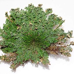 Incense Garden Rose of Jericho Flower The Resurrection Plant (2 Roses)