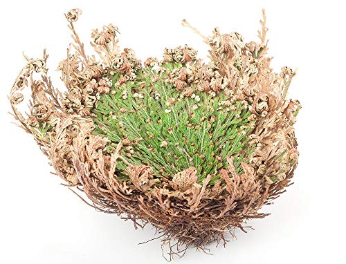 Incense Garden Rose of Jericho Flower The Resurrection Plant (2 Roses)