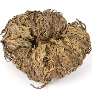 Incense Garden Rose of Jericho Flower The Resurrection Plant (2 Roses)