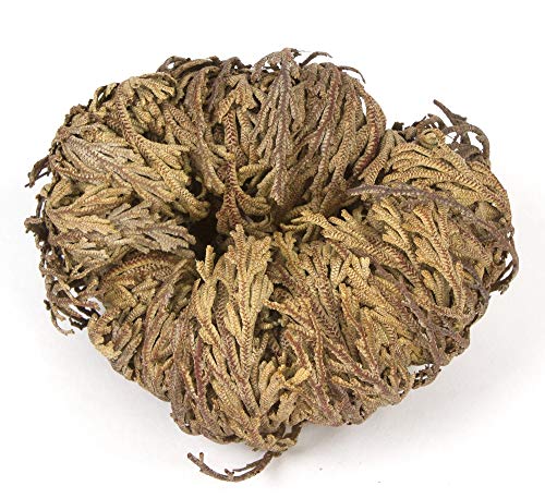 Incense Garden Rose of Jericho Flower The Resurrection Plant (2 Roses)