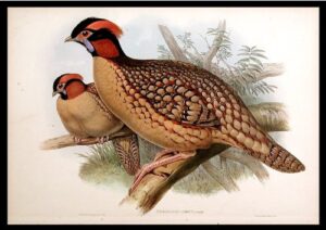 [dr. cabot’s horned pheasant] ceriornis caboti