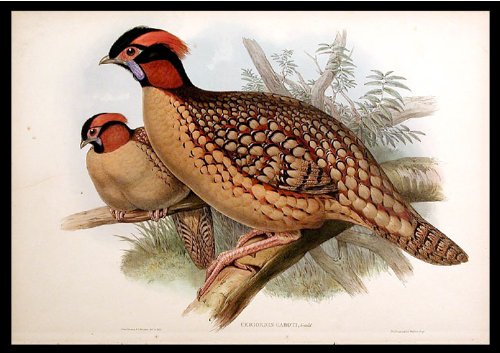 [Dr. Cabot's Horned Pheasant] Ceriornis caboti