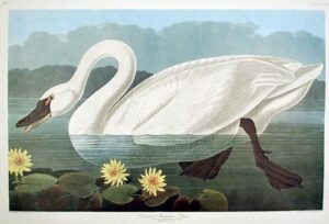 common american swan. from”the birds of america” (amsterdam edition)