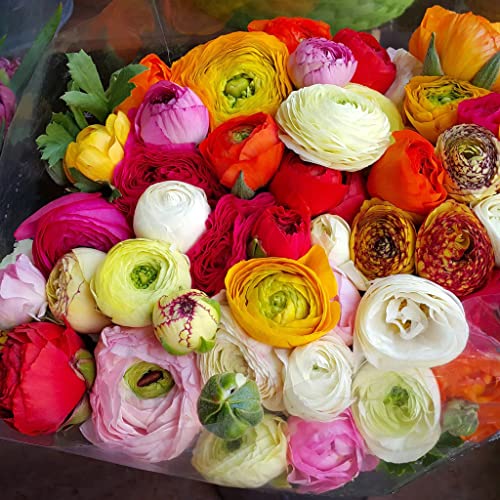 25 Mixed Ranunculus Bulbs for Planting - Buttercup Color Mix Value Bag - Plant in Gardens, Borders & Flowerbeds - Easy to Grow Fall Flowers Bulbs by Willard & May