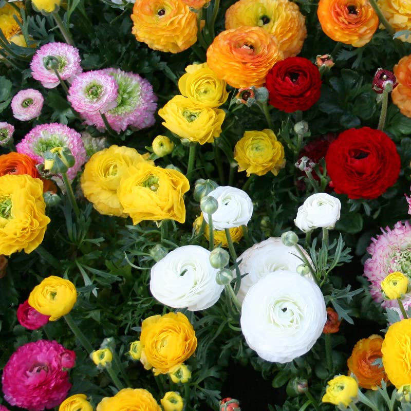 25 Mixed Ranunculus Bulbs for Planting - Buttercup Color Mix Value Bag - Plant in Gardens, Borders & Flowerbeds - Easy to Grow Fall Flowers Bulbs by Willard & May