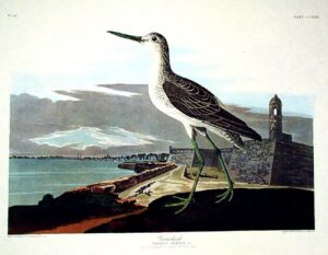 greenshank. from”the birds of america” (amsterdam edition)